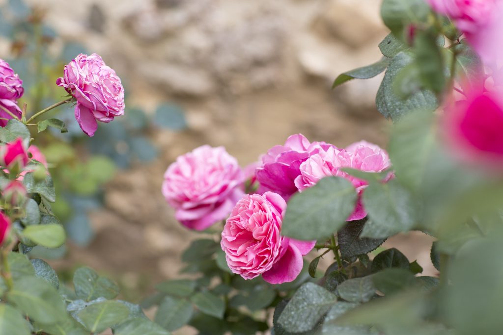 Get in Touch | Domaine Sainte Rose